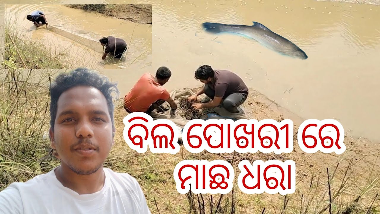 pokhari macha dhara||fish catching||ବିଲ ପୋଖରୀ ରେ ମାଛ ଧରା - YouTube
