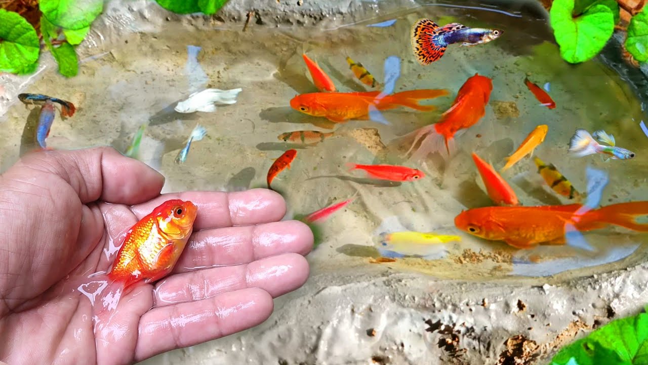 finding ornamental fish koi fish Koki fish catfish betta fish Molly ...