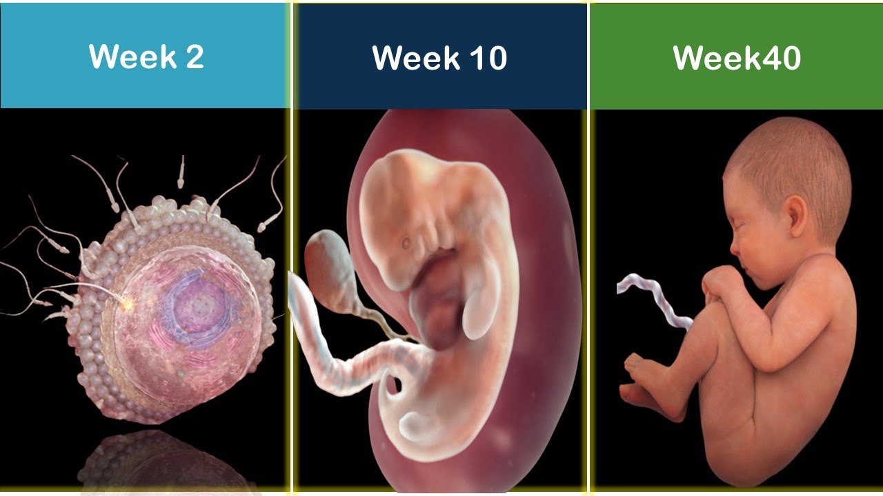 Fetal Development Week by Week | fetus development stages Week-by-Week ...