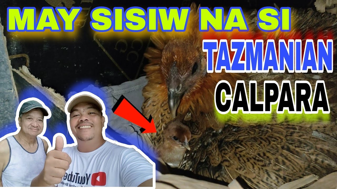MAY SISIW NA ANG TAZMANIAN DEVIL HATCH BLUE FACE AT SI BLACK KNIGHT ...