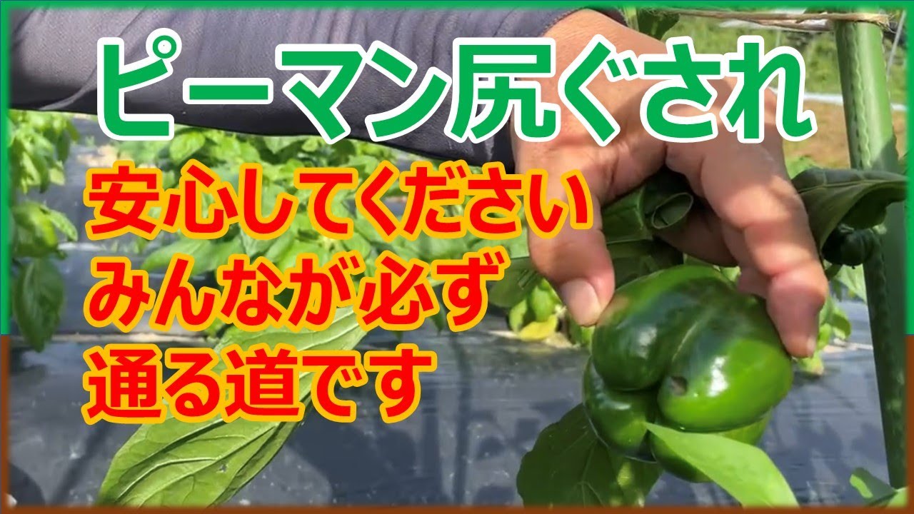 【原因と対策】 ピーマンの尻ぐされ 日焼け果 ピーマン栽培 家庭菜園 パプリカ栽培 Youtube