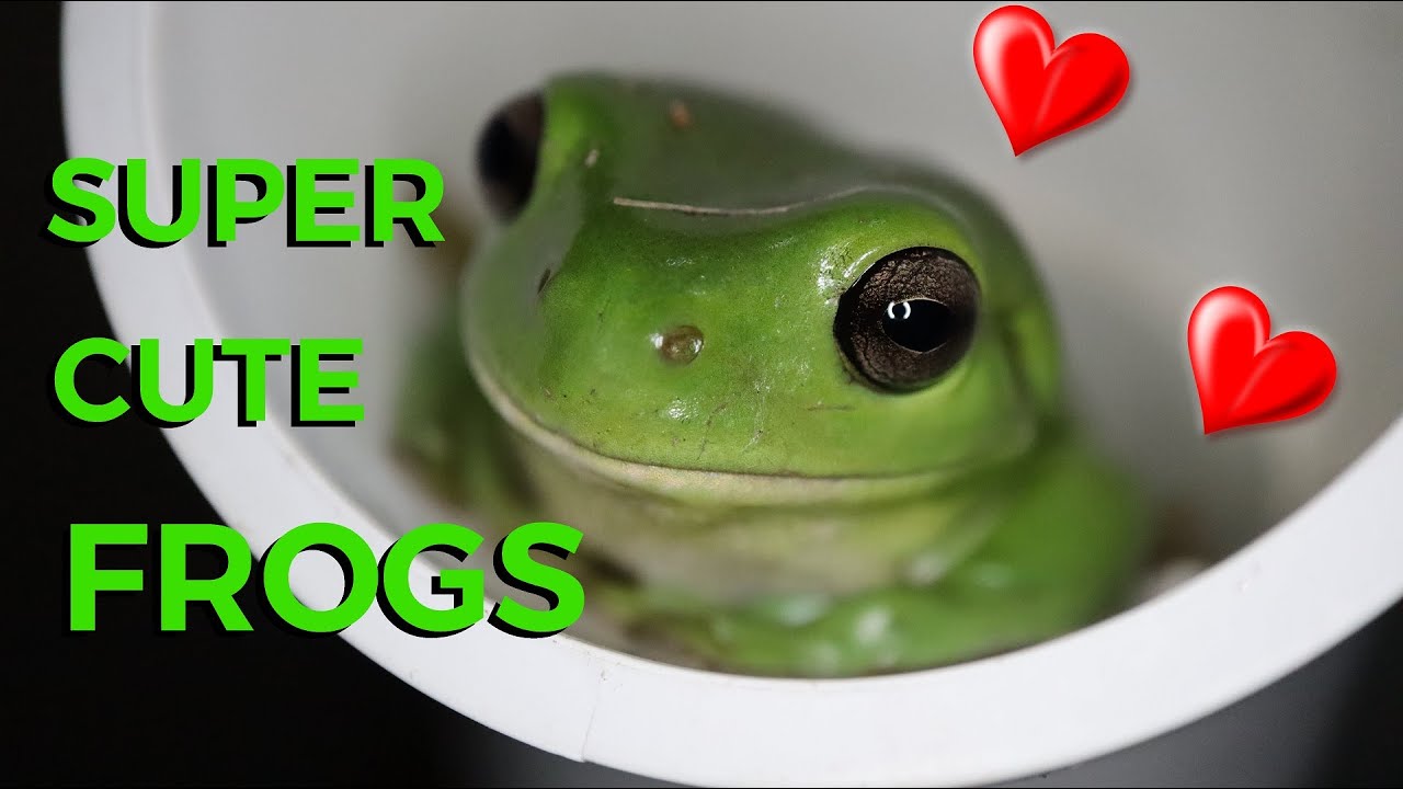 These Cute Frogs will make you MELT! - YouTube