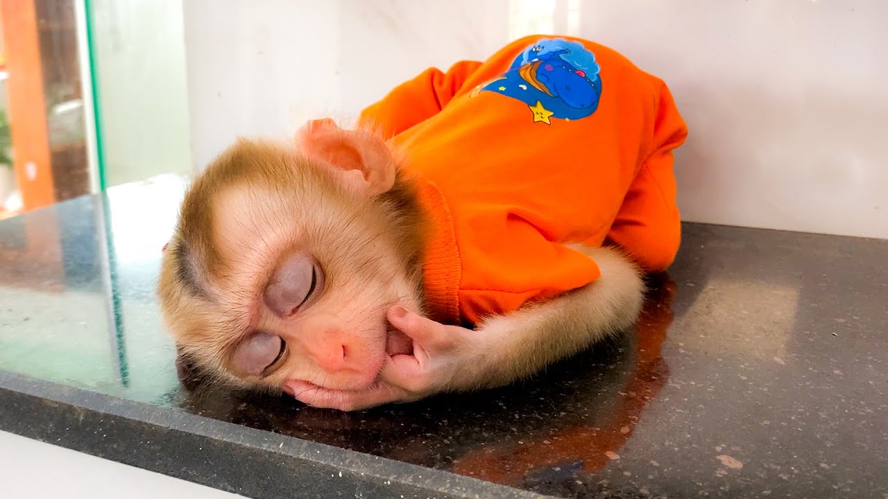 Poor Monkey Puka fell asleep while waiting for Mom's return - YouTube