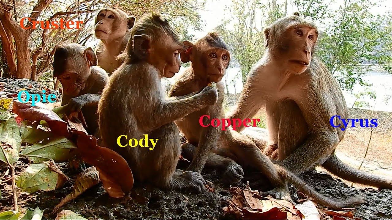 A bunch of baby monkeys playing fun with Copper, Cody, Opie & others ...