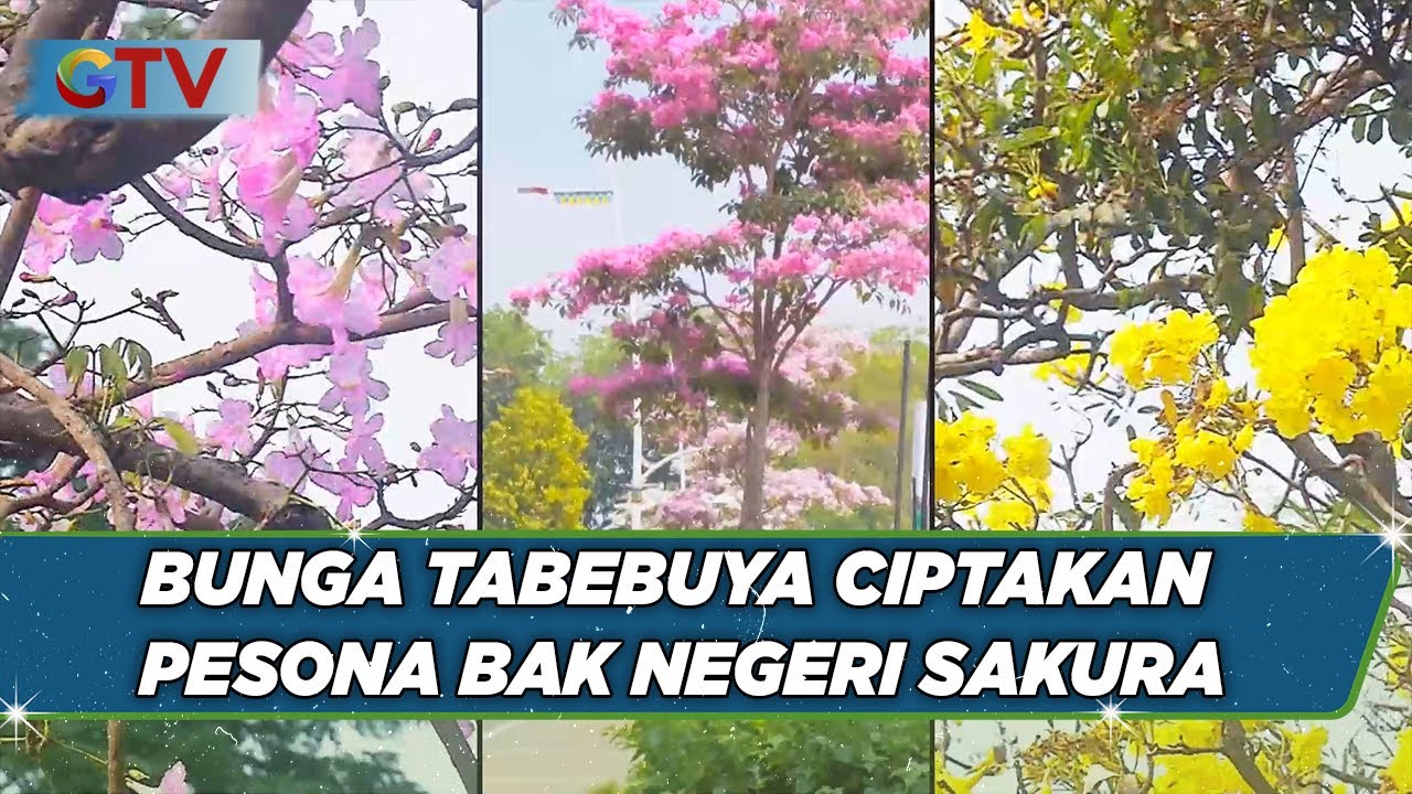 Serasa Negeri Sakura, Bunga Tabebuya Bermekaran dan Berguguran di ...