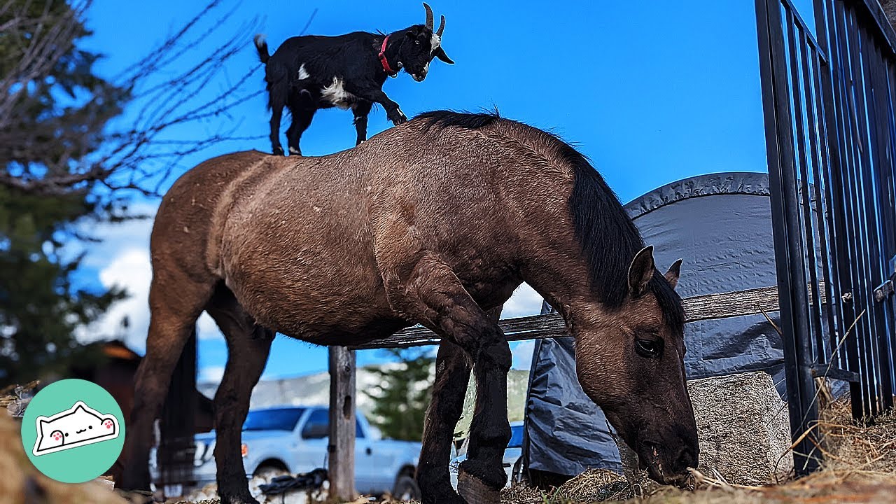 Silly Little Goat Jumps On Horse's Back And Gives Him Scratches ...