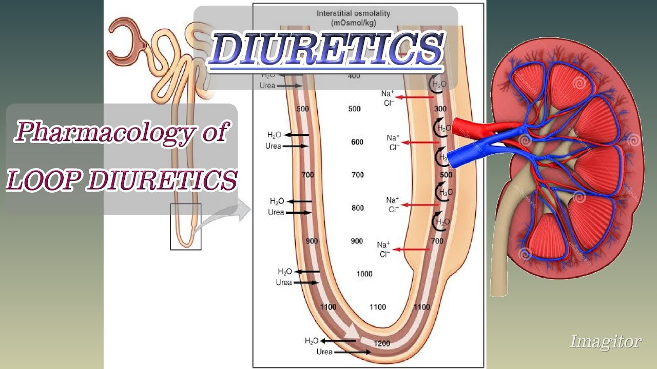 diuretics part-2 LOOP DIURETICS - YouTube