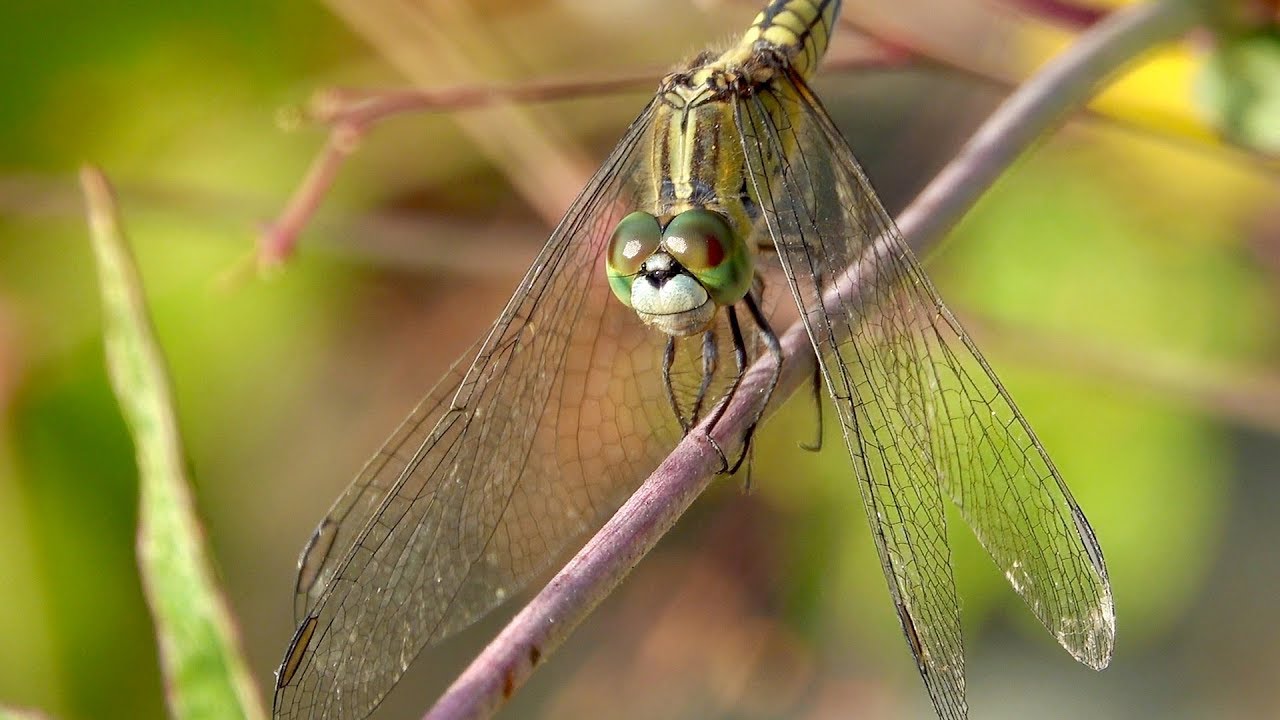 Dragonfly - from 24 mm to 1,200 mm (RX10 Mark IV) - YouTube