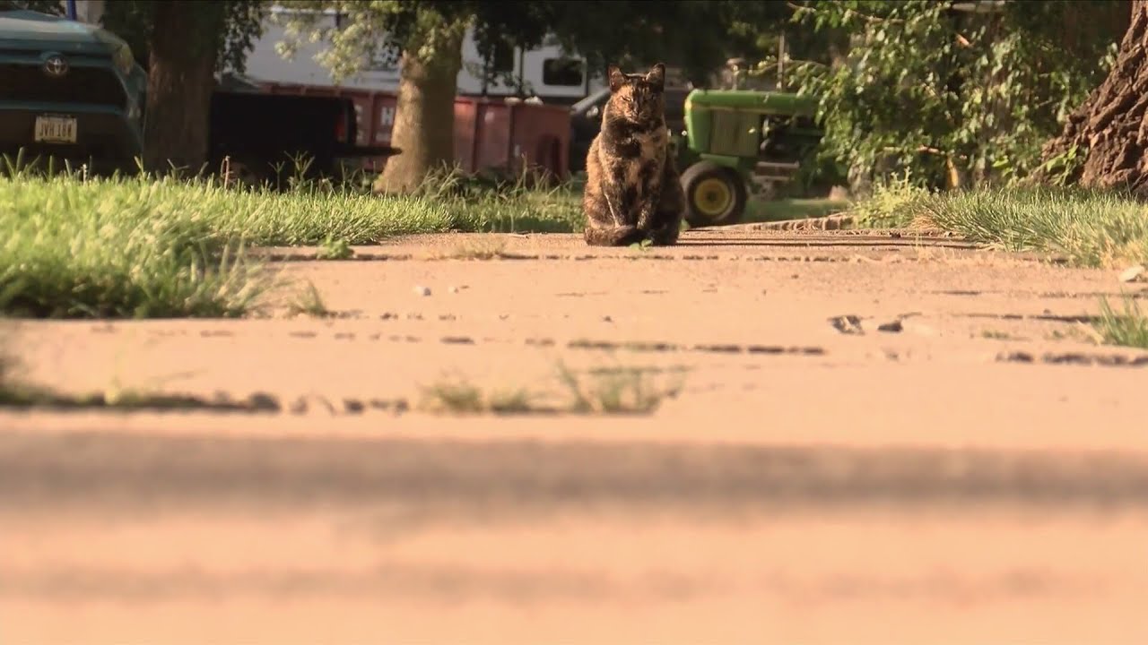 Mapleton Stray Cat Trap and Release Project - YouTube