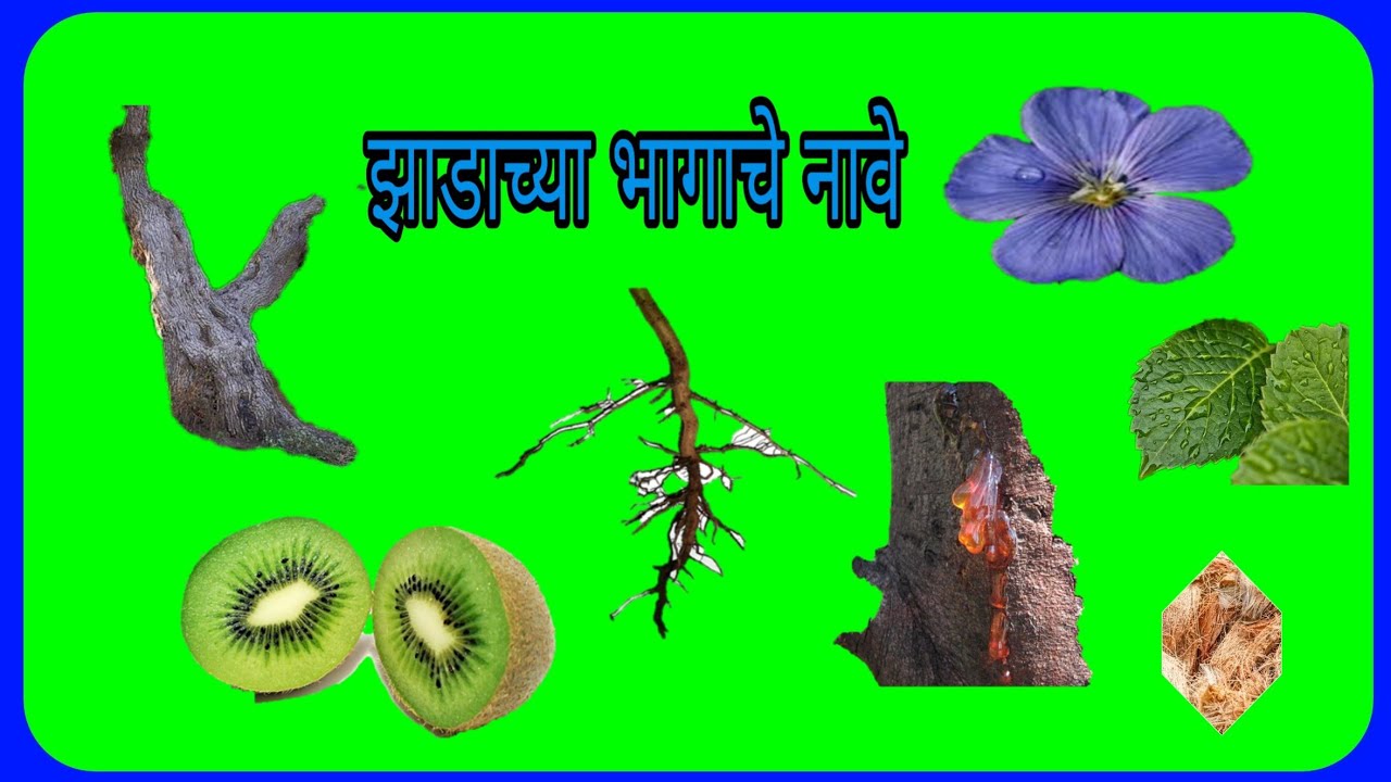 Name of part of tree ( झाडाच्या भागाचे नावे) In Marathi and English ...