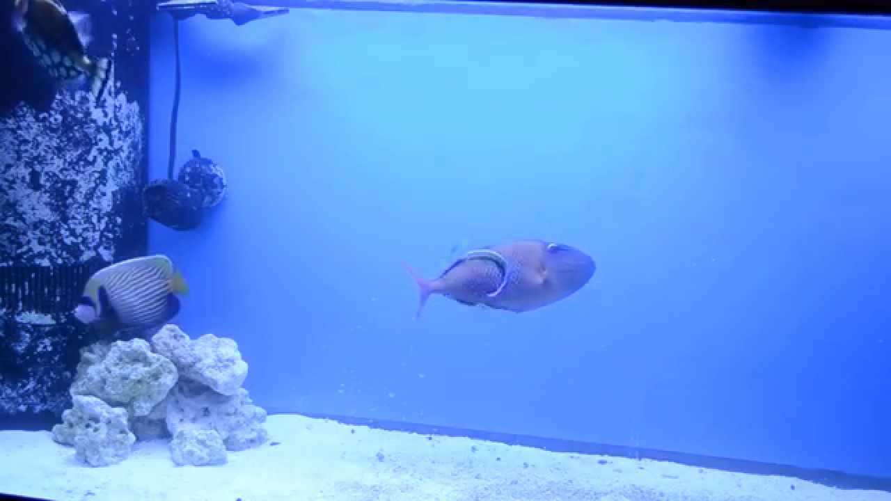 Male Crosshatch Trigger, Blueline Angel, Emperor Angel, Hawaiian ...