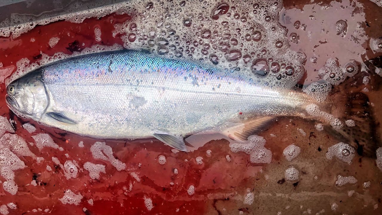 Spring Salmon Fishing With Cameron Black! (Bonus - How To Fillet A ...