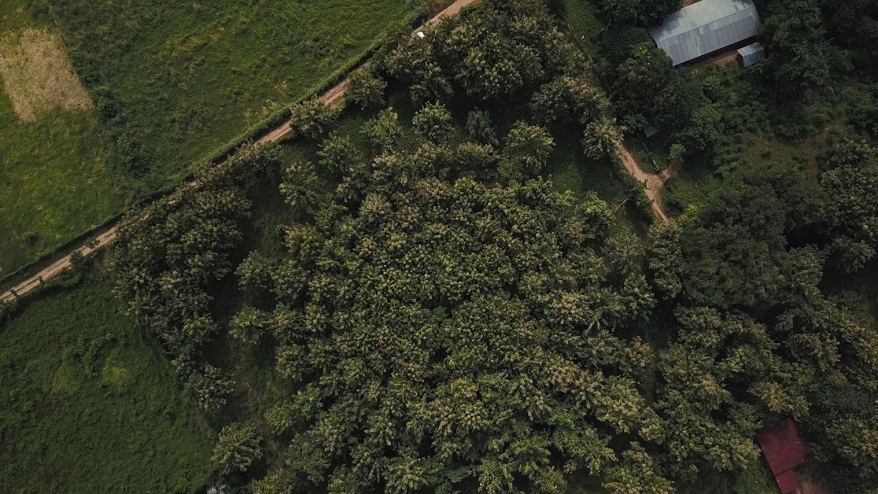 Nelder wheel experiment Lao PDR - YouTube