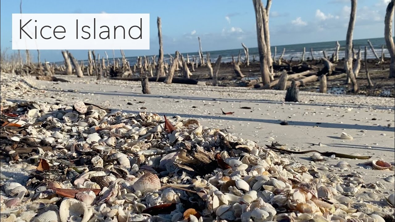 Island Hopping Looking for Shells. Florida Gulf Coast Shelling. - YouTube