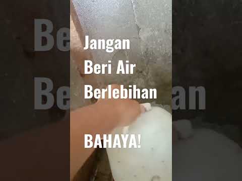 Jangan beri air berlebihan pada Anak Bebek, BAHAYA! #shorts #bebek