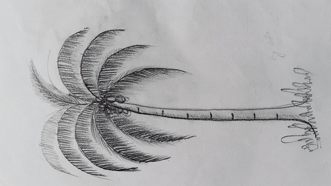 How To Draw A Tree For BegiNNers YouTube How To Draw A Tree For BegiNNers YouTube