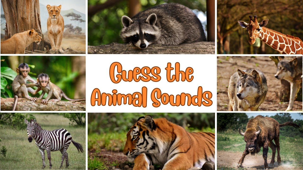 Audio Detectives: Can You Decode the Animal Calls? - YouTube