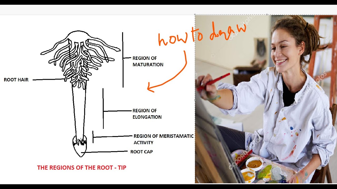 HOW TO DRAW REGIONS OF ROOT#BIOBADI2023 - YouTube