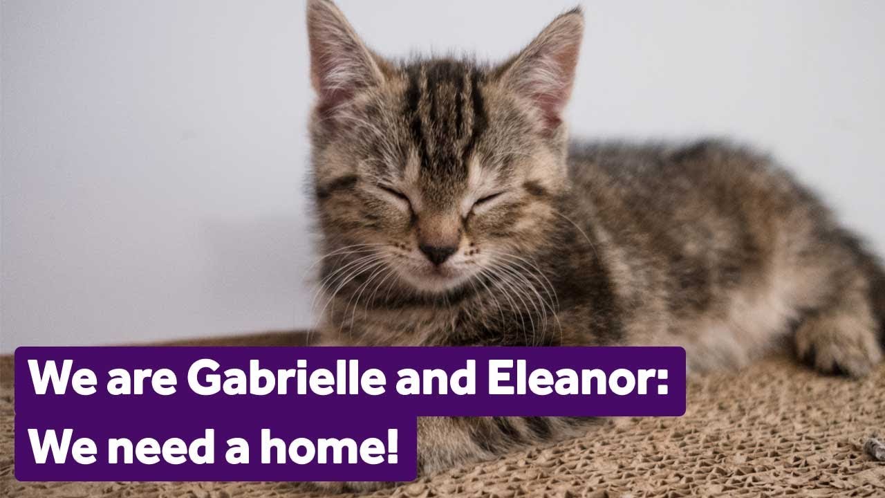 Adopt Gabrielle and Eleanor | Cats | Mayhew - YouTube