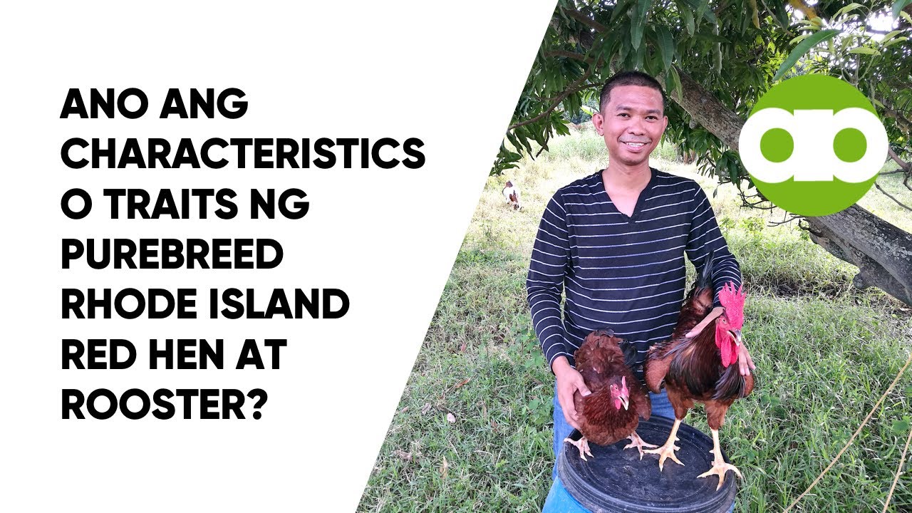 Ano ang Characteristics o Traits ng Purebreed Rhode Island Red Hen at ...