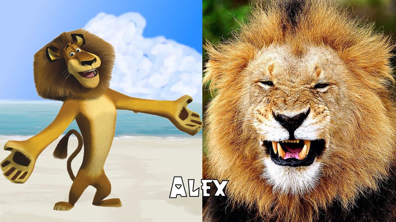 Madagascar en la vida real 2022 - YouTube