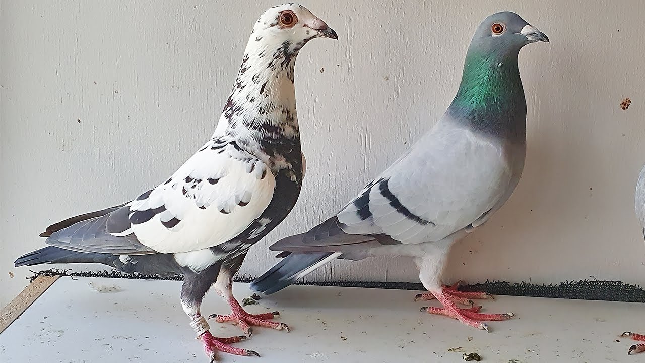 Pigeon Breeding Under Way - YouTube