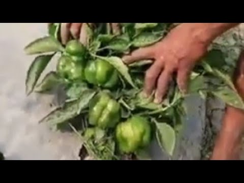 Capsicum/Shimla mirch/Bell Papper,,,,Mulching process - YouTube