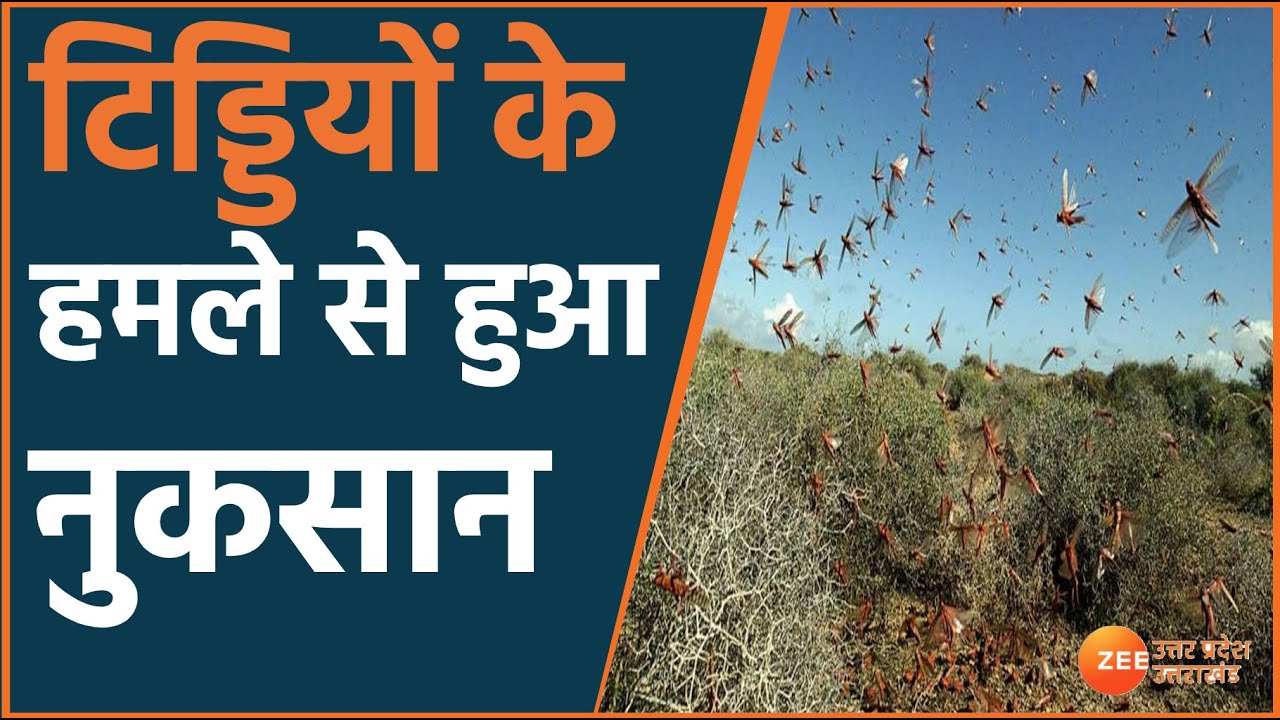 Locust attack in india 2020 टिड्डियों के हमले से किसान परेशान | फसलों ...