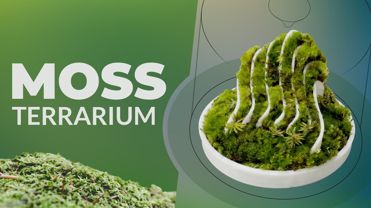 DIY Moss Terrarium: Biolark Luji with 3D-Printed Base - YouTube