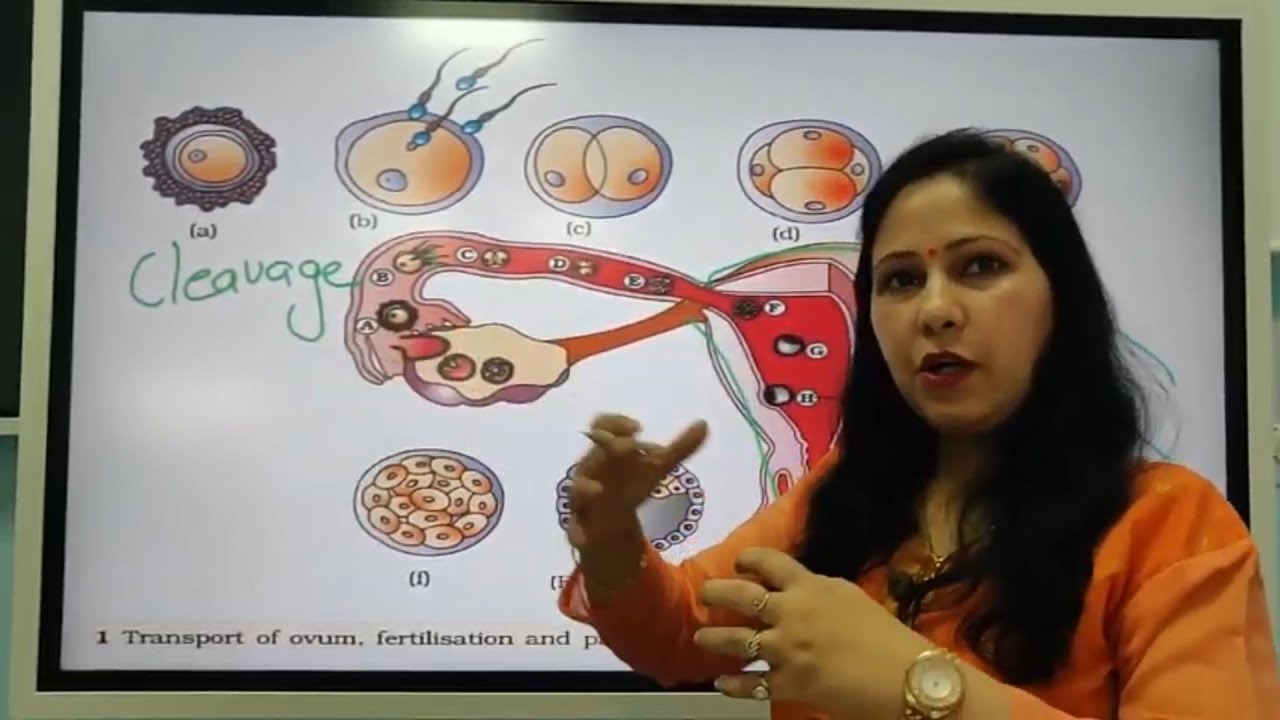 CLASS 12- EMBRYO DEVELOPMENT - YouTube