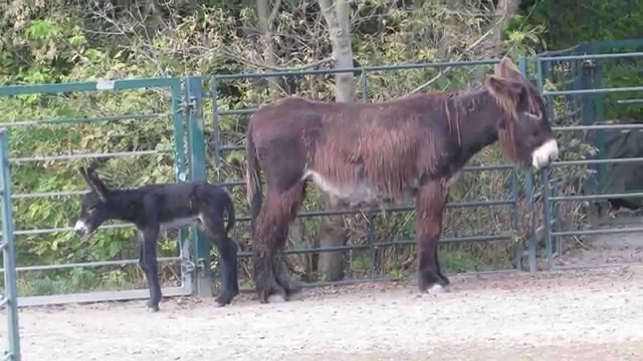 Poitou Esel Baby mit Mutter ( 0 Tage alt ) - YouTube