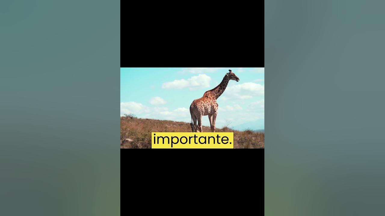 🦒🦒¿Porque la Jirafas tiene manchas en su piel? - YouTube