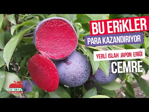 Bu Erikler Para Kazandırıyor! Beta Fidan'dan Çiftçilere Özel Japon Erik Rehberi