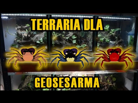 Terrarium dla krabów Geosesarma sp. - Krab red devil, Krab vampir, Krab ...