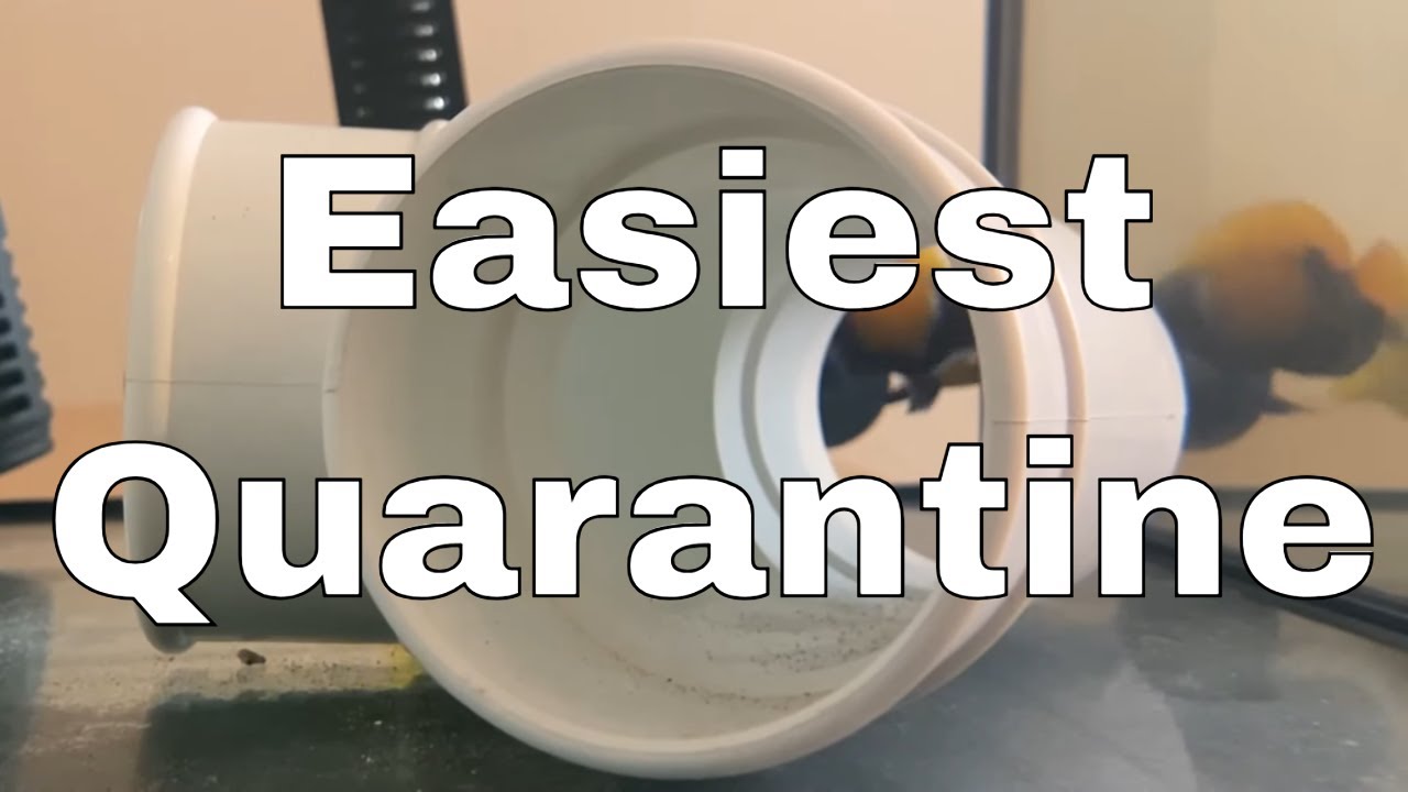 Easiest Saltwater Fish Quarantine Method - YouTube