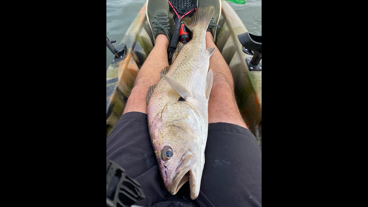 Jew Fish On A Hardbody Lure - YouTube