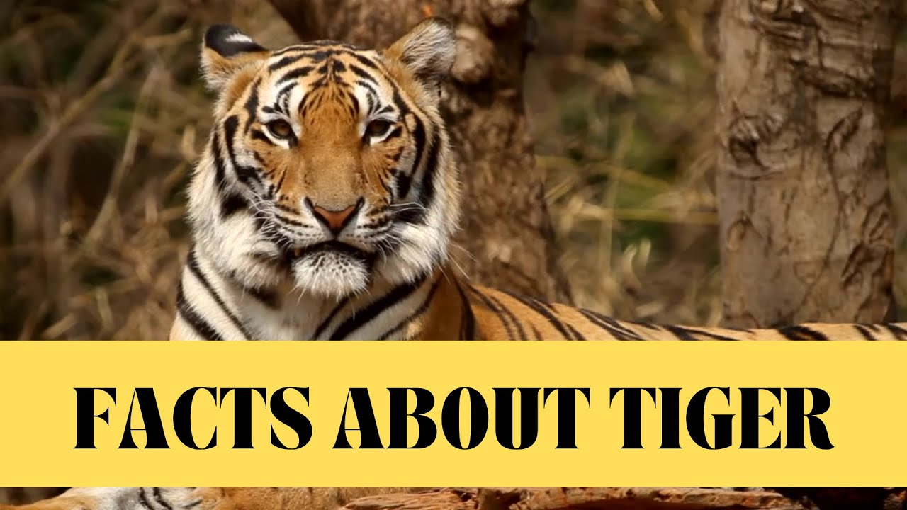 10 Fascinating Facts About Tigers | Educational Video for Kids - YouTube