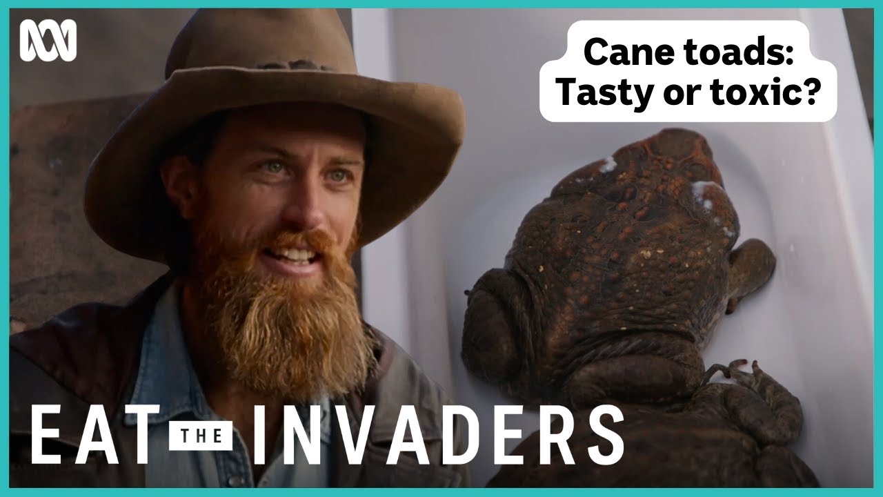 Can cane toads be eaten? | Eat The Invaders | ABC iview - YouTube