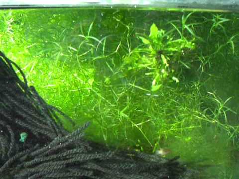 Killi: Scriptaphyosemion guignardi "Mamou" - YouTube