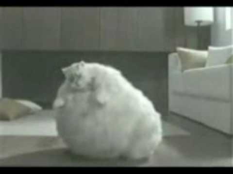 Ejay Special Edition - Keyboard Cat Piano Song - YouTube
