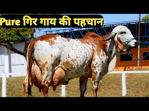 गुजरात की गिर गाय|100%Pure Breed Gir Cow From Gujrat - YouTube