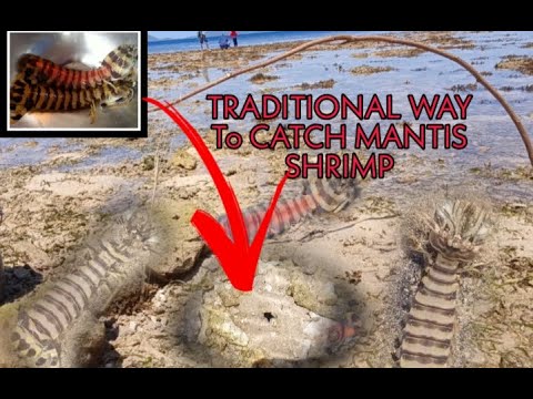TRADITIONAL WAY To CATCH MANTIS SHRIMP (pamuntaha) USING BAMBOO STICKS ...