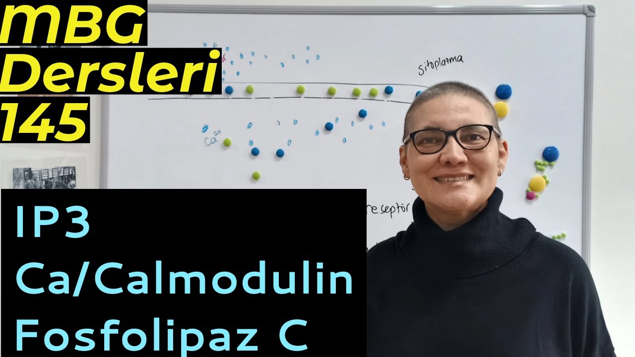 Fosfolipaz C | Calmodulin | Kalsiyum | Ca | G protein sinyali | GPCR ...