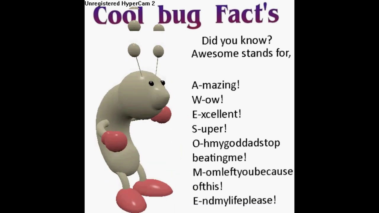 Cool Bug Fact's: Awesome stands for... - YouTube