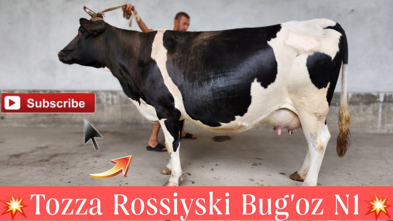 TOZZA ROSSIYSKI YETUK BUG'OZ 💥MA SHA ALLOH 💥☎️+998 90 365 65 60 - YouTube