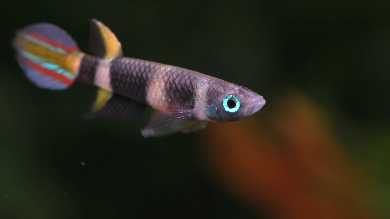 The Complete Guide To The Rocket Killifish / Clown Killifish - YouTube