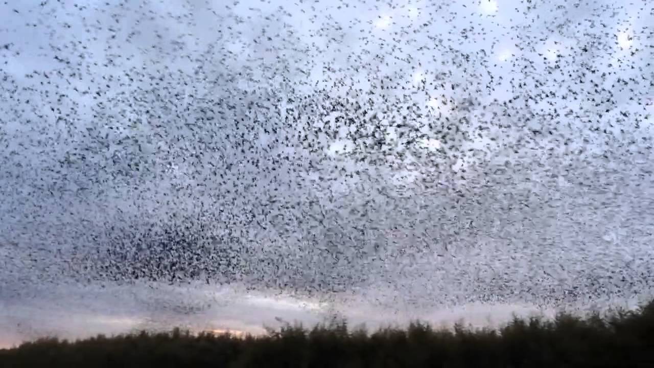 Black birds fly in formation - YouTube