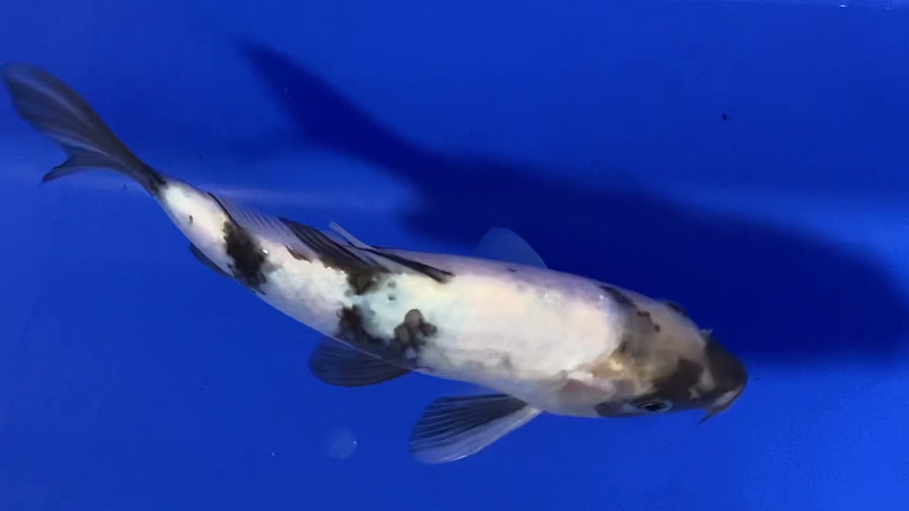 Shiro grow on pond 19cm - YouTube