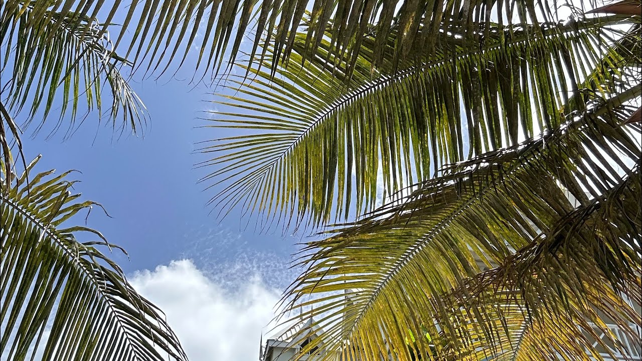 Crop Over 2024: A Vibrant Barbados Adventure with Family, Parties ...