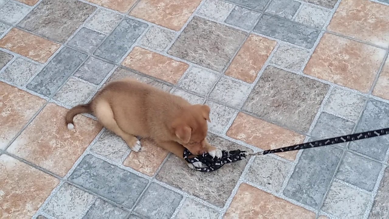 Puppy play time - YouTube